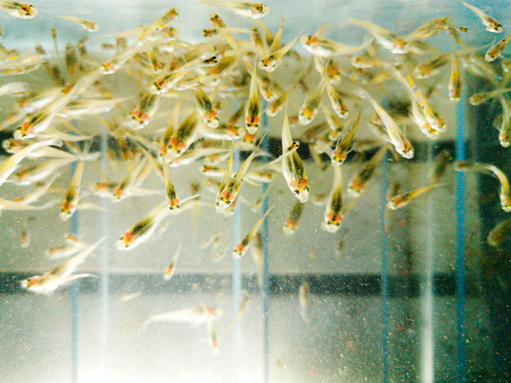 Microfiche destruction: killing tiny fish, and other things it’s not ...